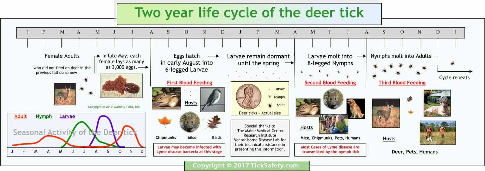 Tick Life Cycles