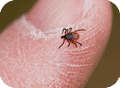 Tickborne Illnesses