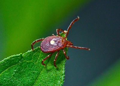 Tick Behavior